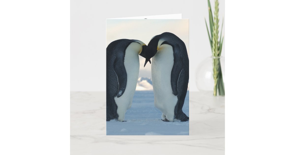 Penguin Card | Zazzle