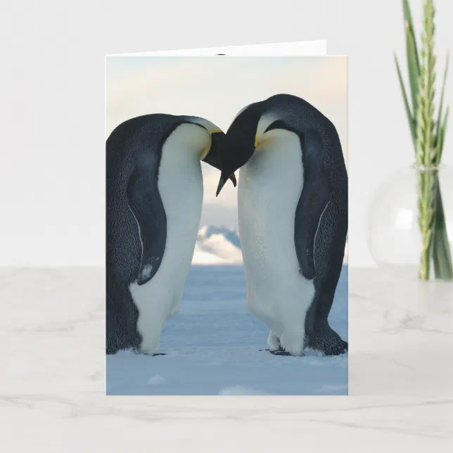 Penguin Card | Zazzle