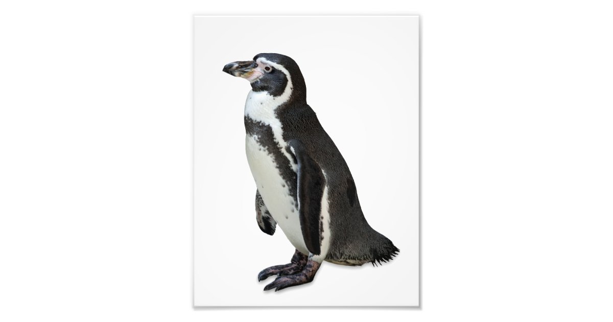Penguin Photo Print | Zazzle