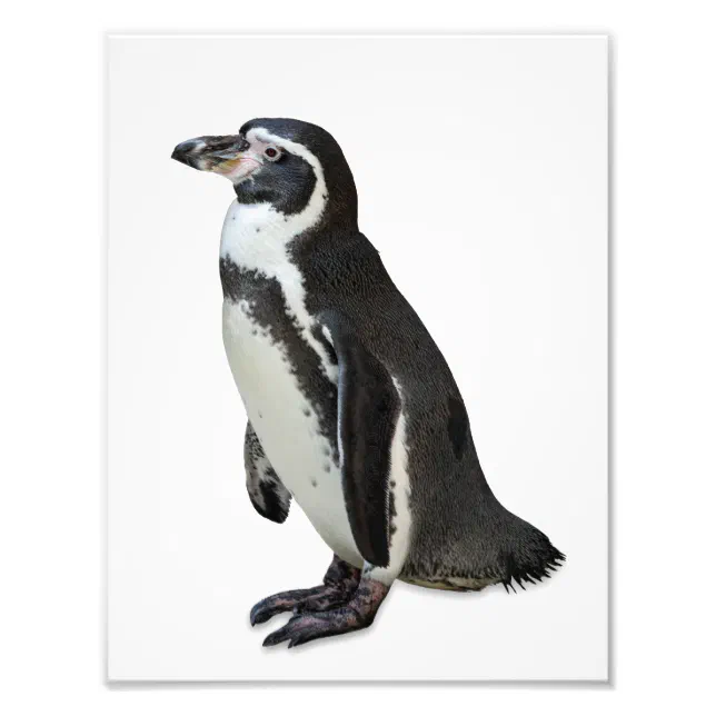 Penguin Photo Print | Zazzle