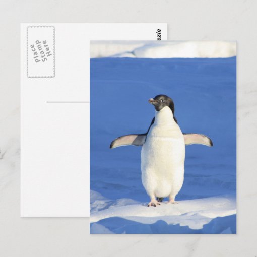 Penguin Postcard | Zazzle