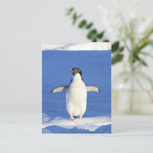 Penguin Postcard | Zazzle