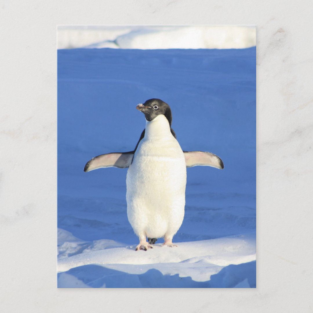 Penguin Postcard | Zazzle