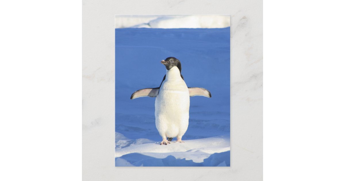 Penguin Postcard | Zazzle