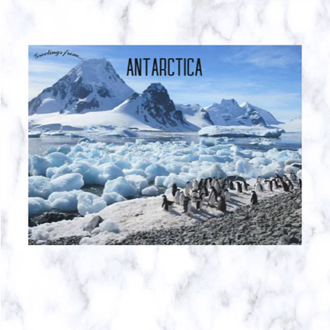 Penguins on Pourquoi Pas Island Antarctica Postcard | Zazzle