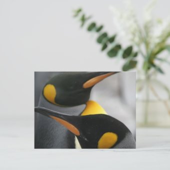 Penguins Postcard | Zazzle