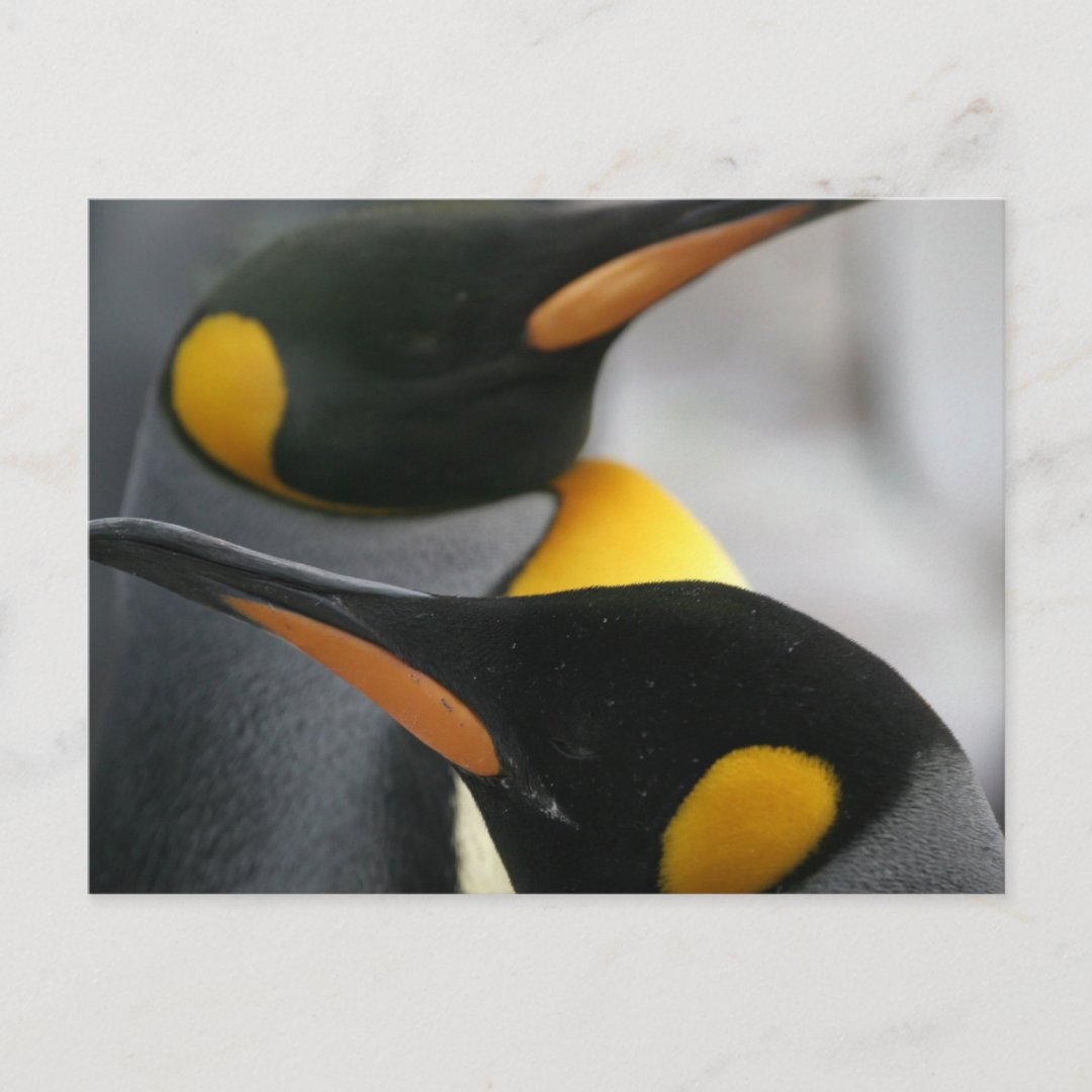 Penguins Postcard | Zazzle