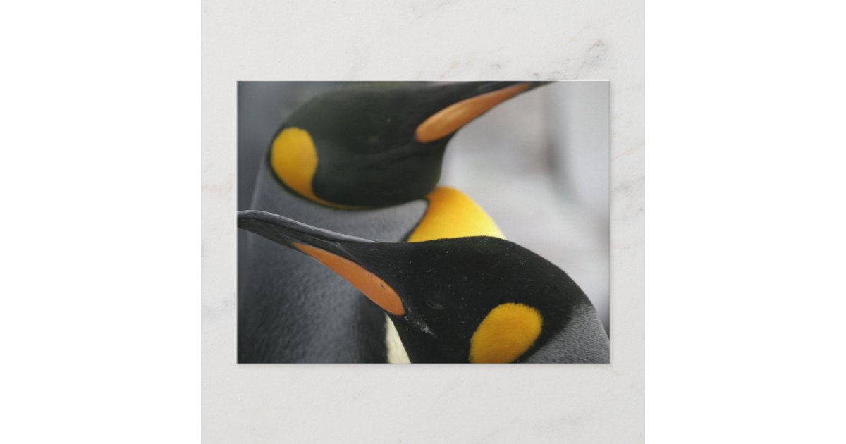 Penguins Postcard | Zazzle