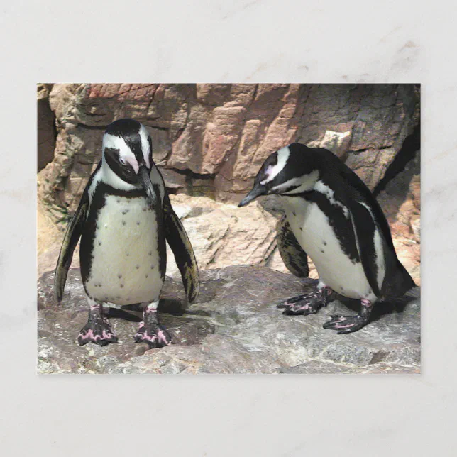 Penguins Postcard | Zazzle