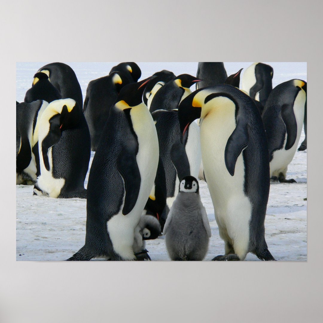 Penguins Poster | Zazzle