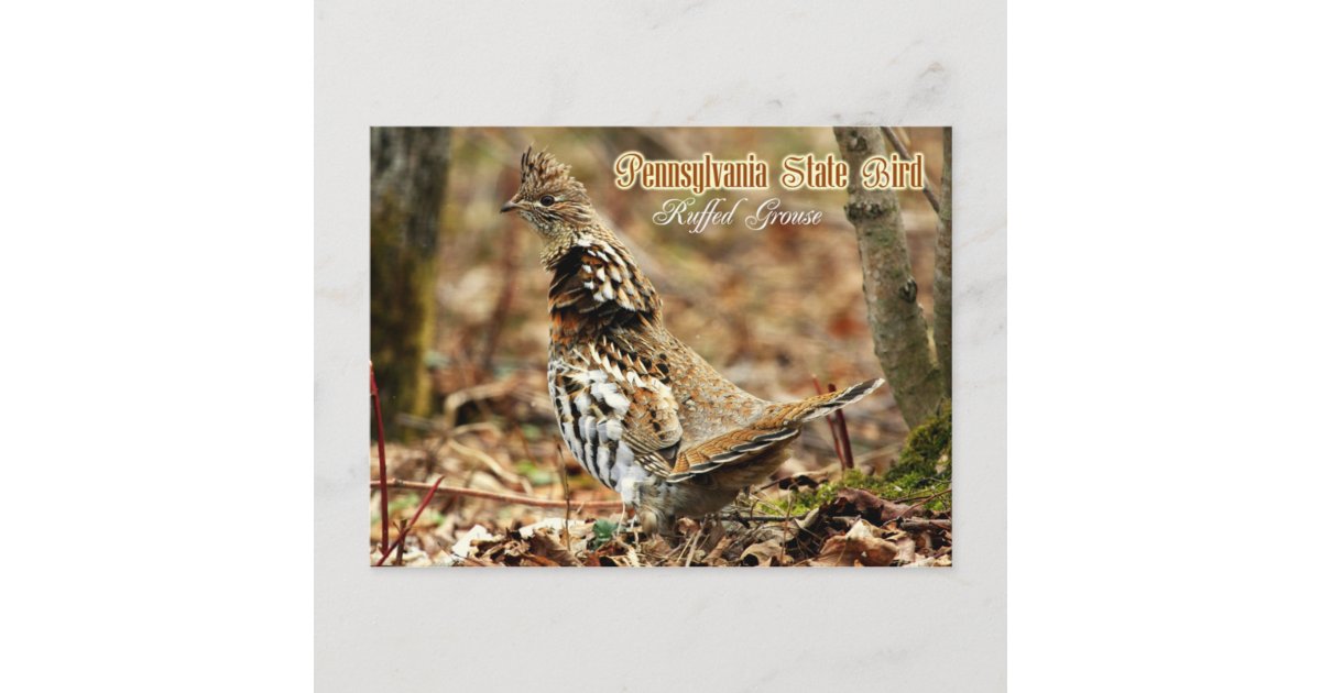 Pennsylvania State Bird: Ruffed Grouse Postcard | Zazzle
