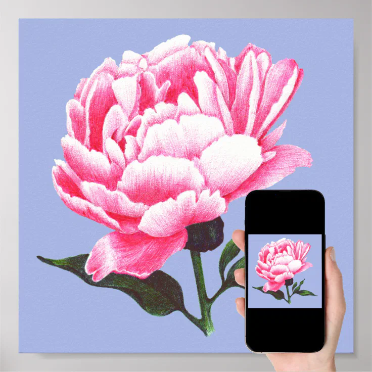 Peony Flower Illustration Pen Drawing Poster | Zazzle