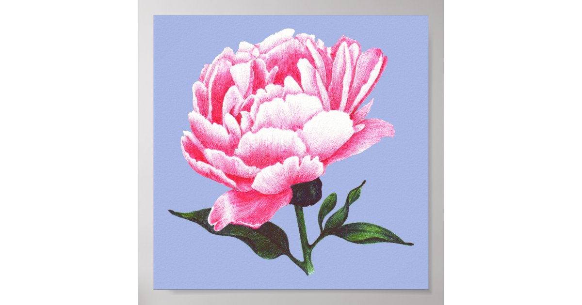 Peony Flower Illustration Pen Drawing Poster | Zazzle