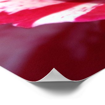 Peppermint Rose Poster | Zazzle