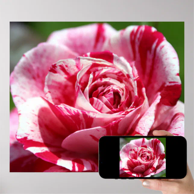 Peppermint Rose Poster | Zazzle