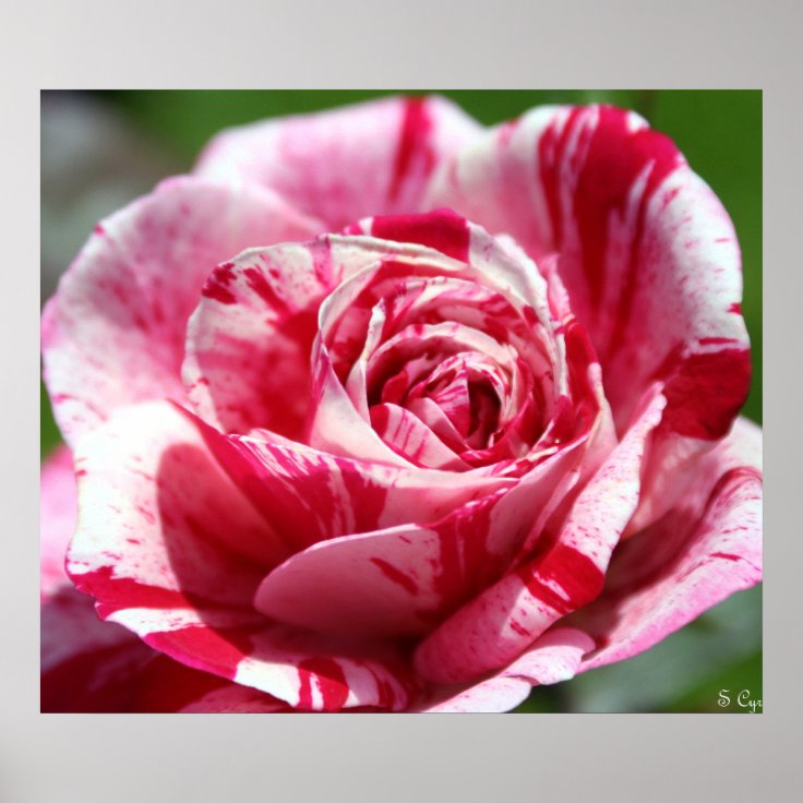 Peppermint Rose Poster | Zazzle