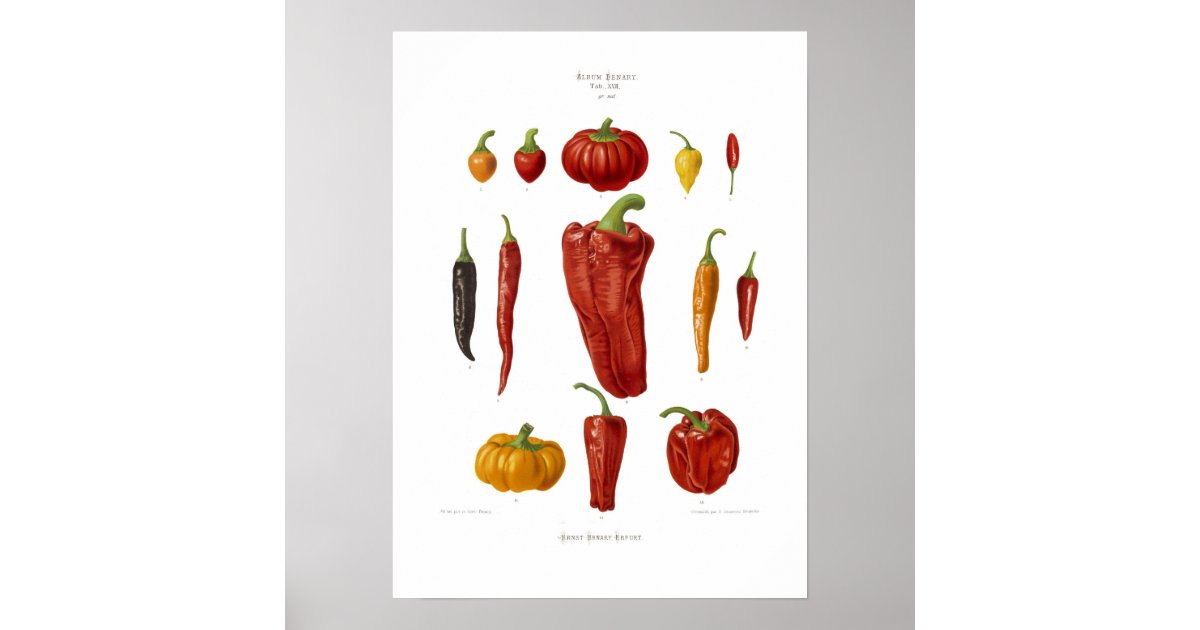 Peppers Poster | Zazzle