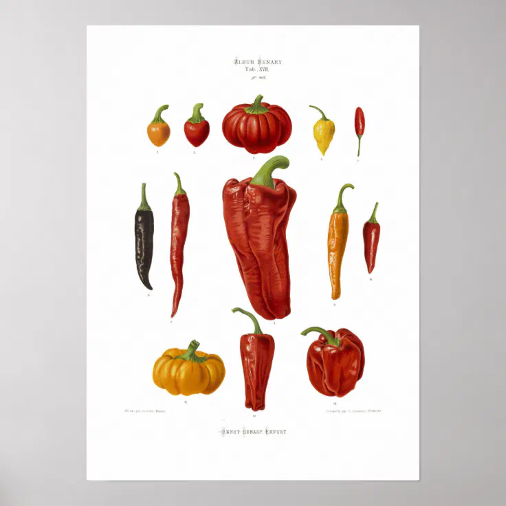 Peppers Poster | Zazzle