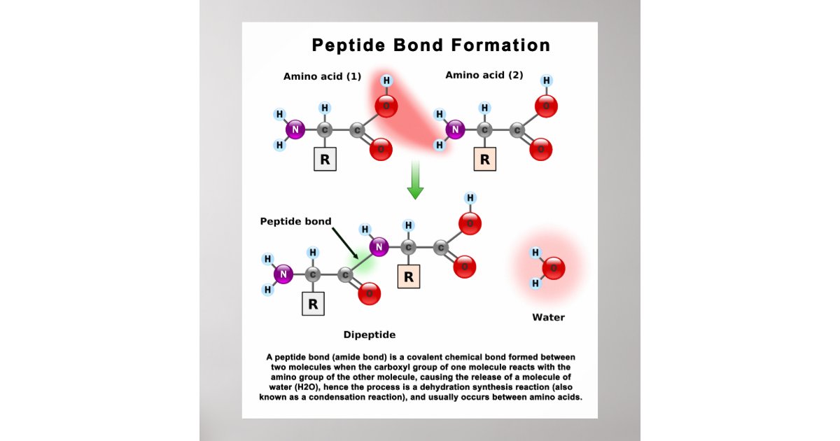 Peptid Bond Formation Diagram Poster | Zazzle