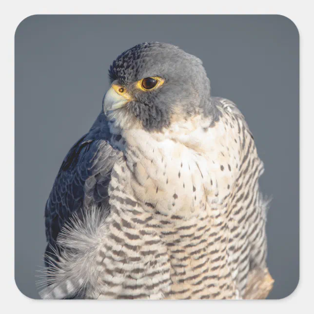 Peregrine Falcon along the Hudson River Square Sticker | Zazzle