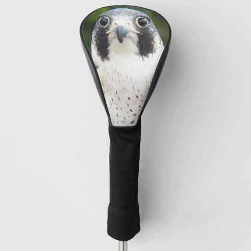 Peregrine Falcon Bird of Prey Photo Golf Head Cover | Zazzle