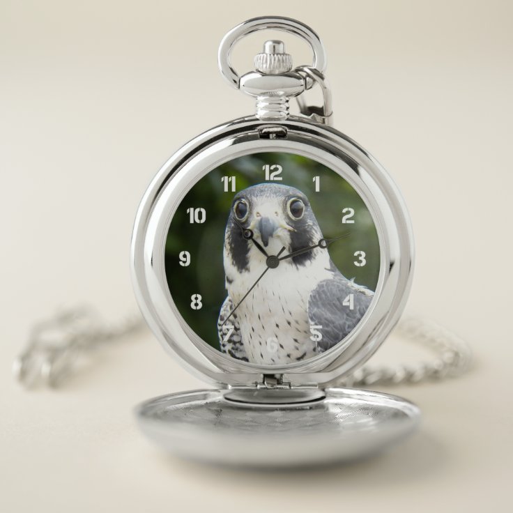 Peregrine Falcon Bird of Prey Photo Pocket Watch | Zazzle