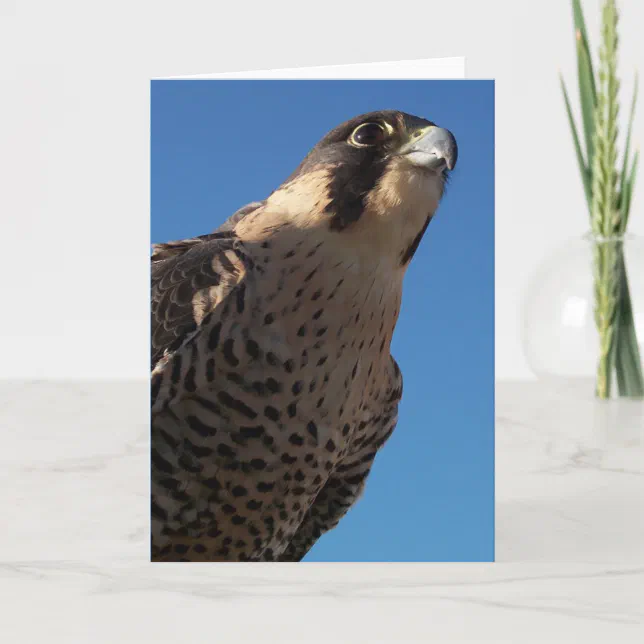 Peregrine Falcon Card | Zazzle