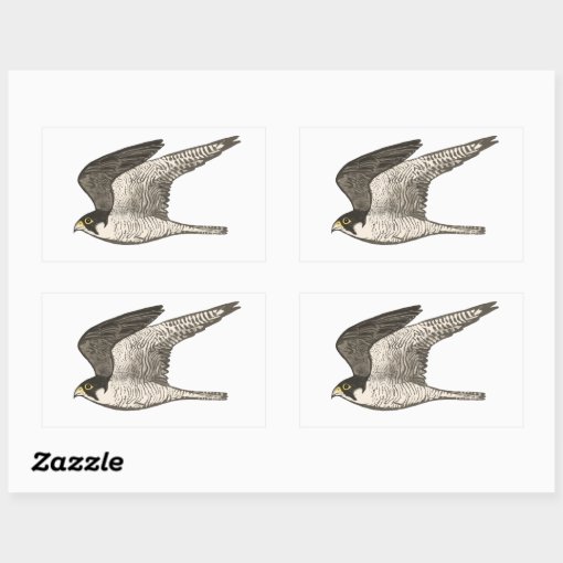 Peregrine Falcon colored pencil drawing Rectangular Sticker | Zazzle