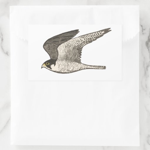 Peregrine Falcon colored pencil drawing Rectangular Sticker | Zazzle