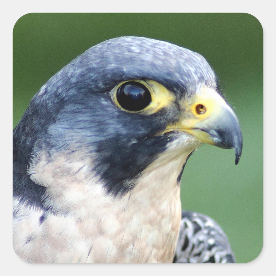 Peregrine Falcon Face Photo Square Sticker | Zazzle