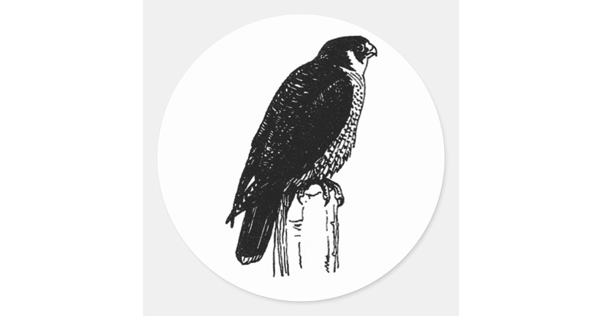 Peregrine Falcon (illustration) Classic Round Sticker | Zazzle