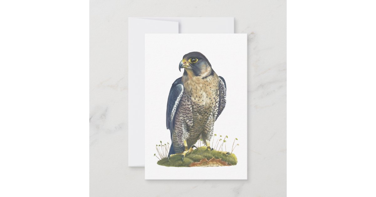 Peregrine Falcon Postcard-Style Note Card | Zazzle