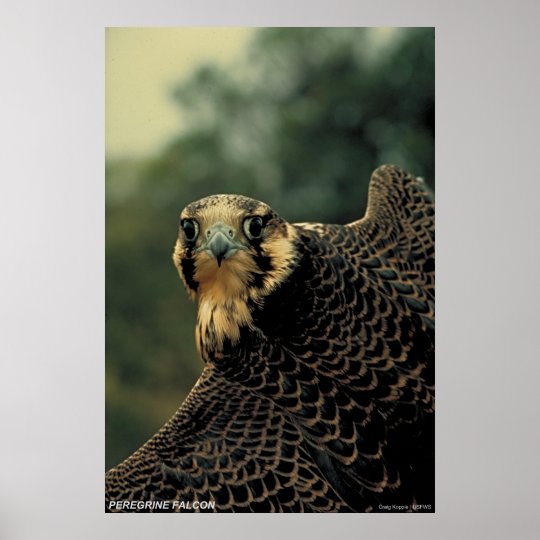 Peregrine Falcon Poster | Zazzle.com