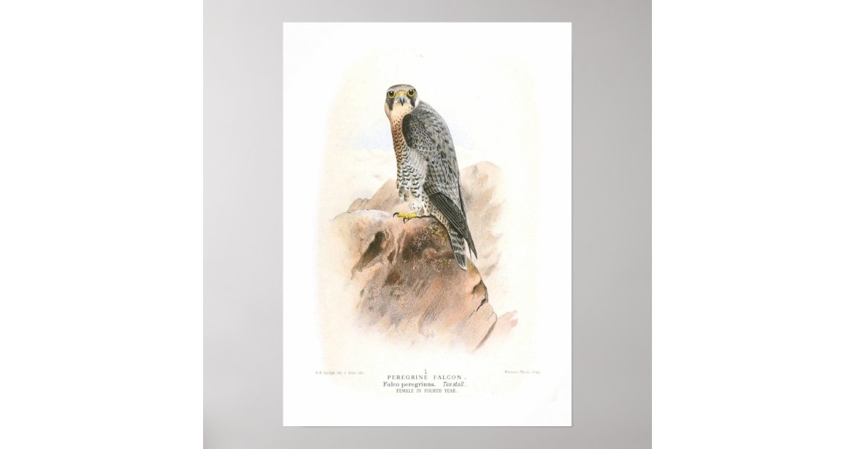Peregrine Falcon Poster | Zazzle