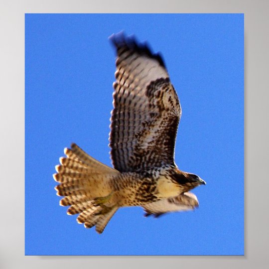 Peregrine Falcon Poster | Zazzle.com