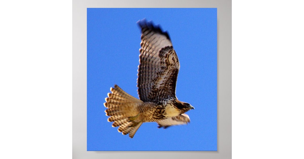 Peregrine Falcon Poster | Zazzle.com
