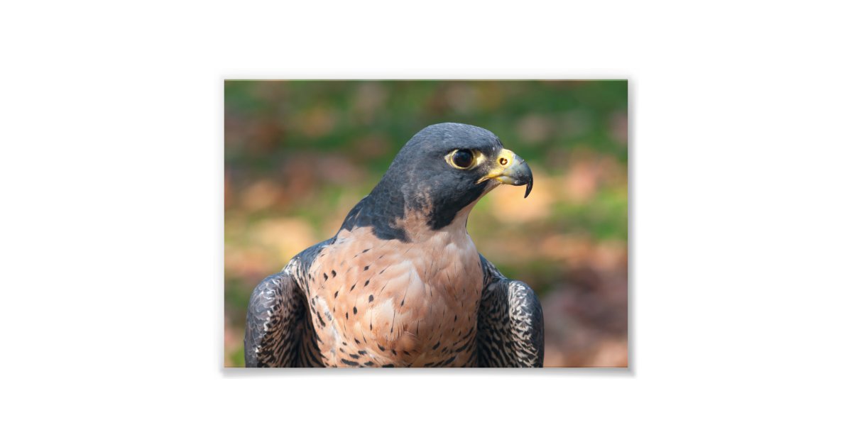 Peregrine Falcon Profile Photo Print | Zazzle