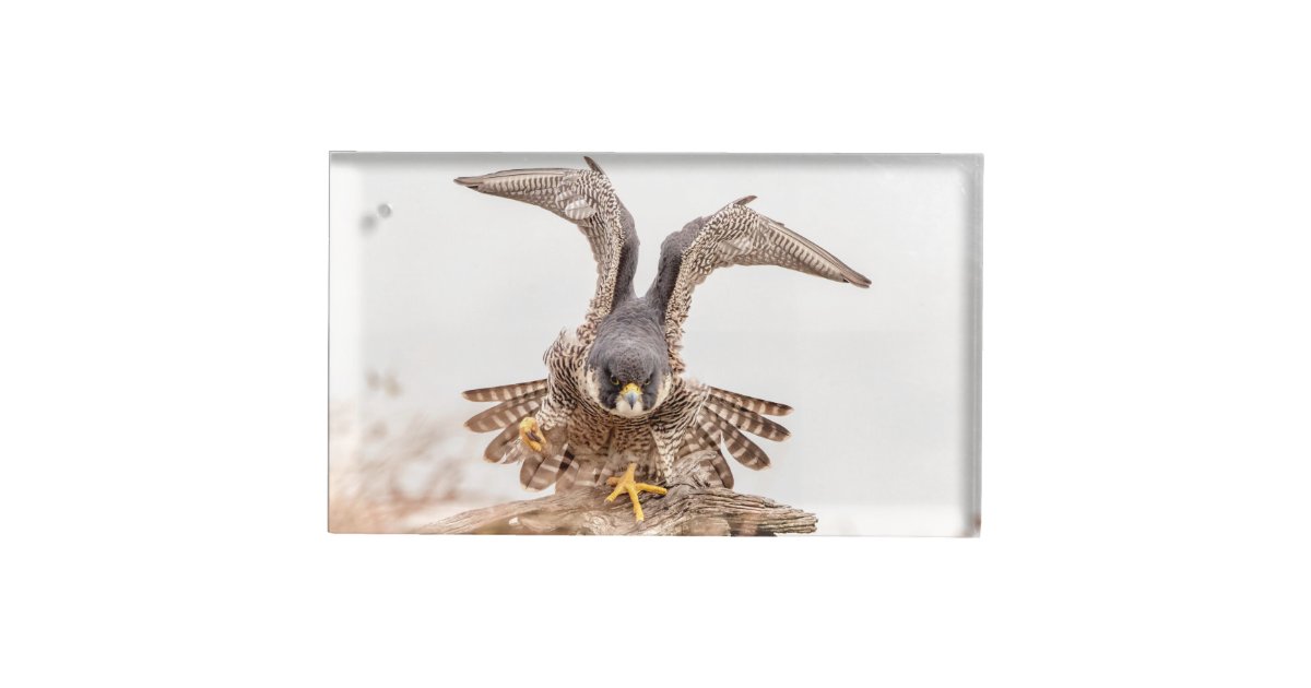 Peregrine Falcon Table Number Holder | Zazzle