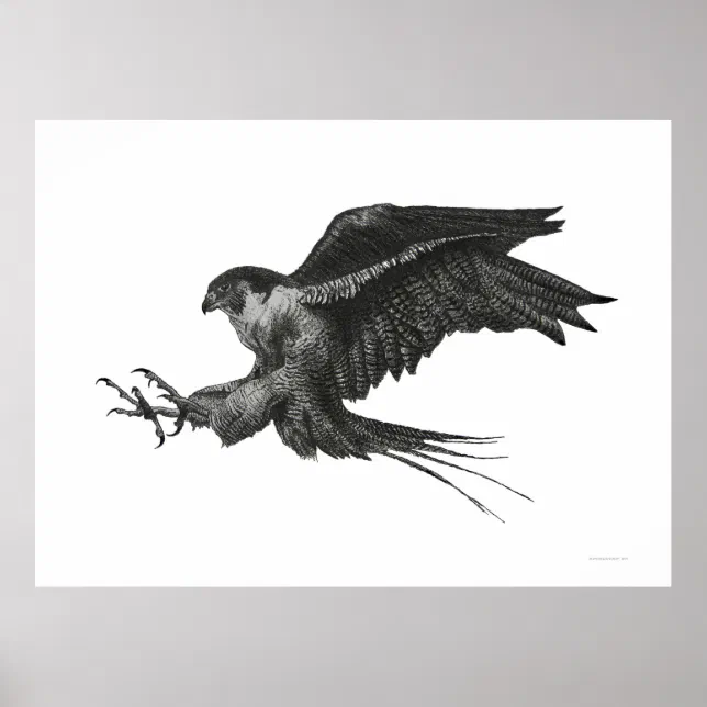 Peregrine Hawk Black White Pen and Ink Poster | Zazzle