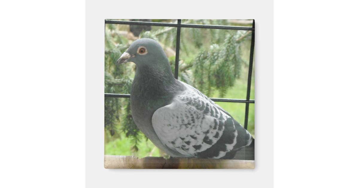 Perfect Pigeon Magnet | Zazzle