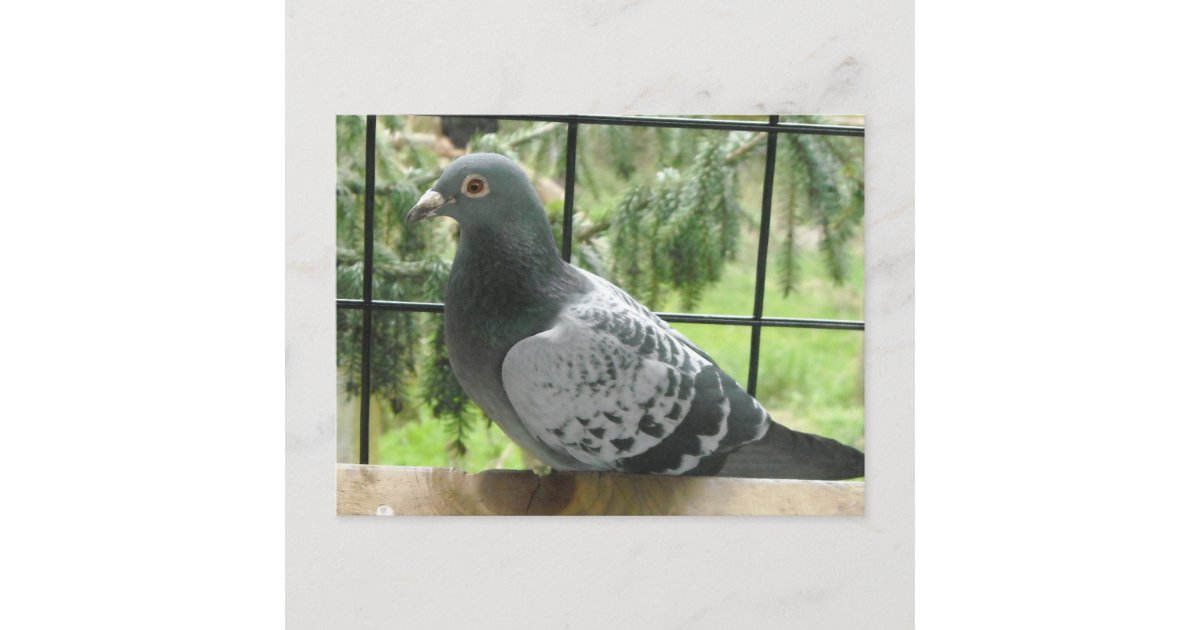 Perfect Pigeon Postcard | Zazzle