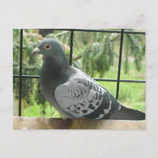 Perfect Pigeon Postcard | Zazzle