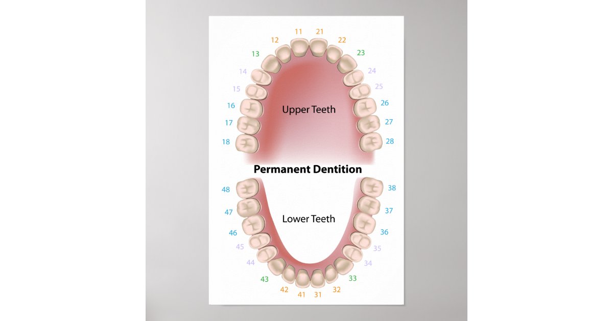 Permanent teeth adult dentition Poster | Zazzle