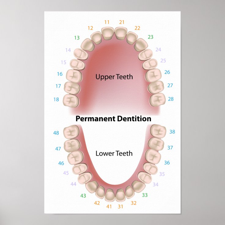 Permanent teeth adult dentition Poster | Zazzle