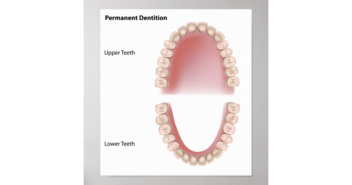 Permanent teeth adult dentition Poster | Zazzle