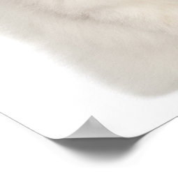 Persian cat sitting poster | Zazzle