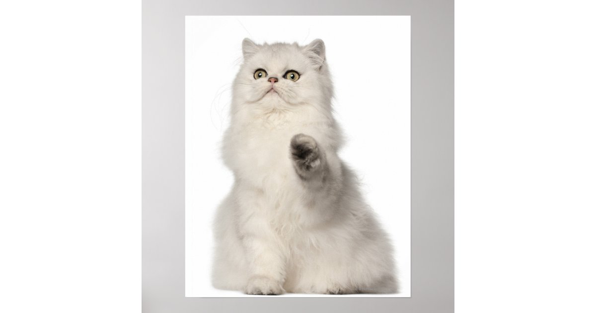 Persian cat sitting poster | Zazzle