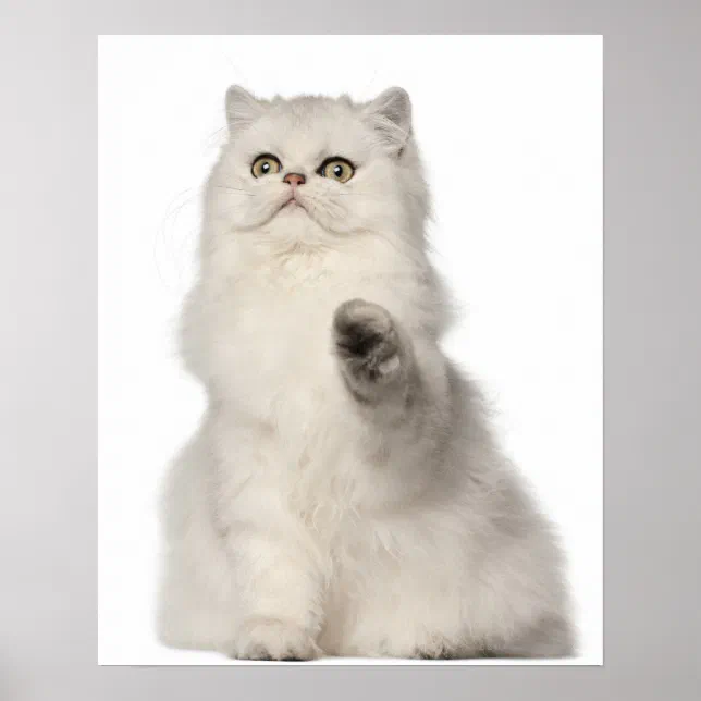 Persian cat sitting poster | Zazzle