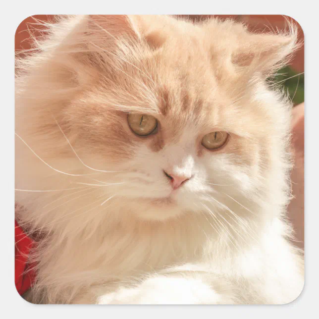 Persian Cat Square Sticker | Zazzle