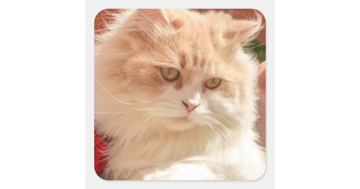 Persian Cat Square Sticker | Zazzle